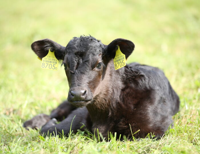 Bio Angus Rindfleisch direkt ab Hof - Wendelinhof Niederwil AG